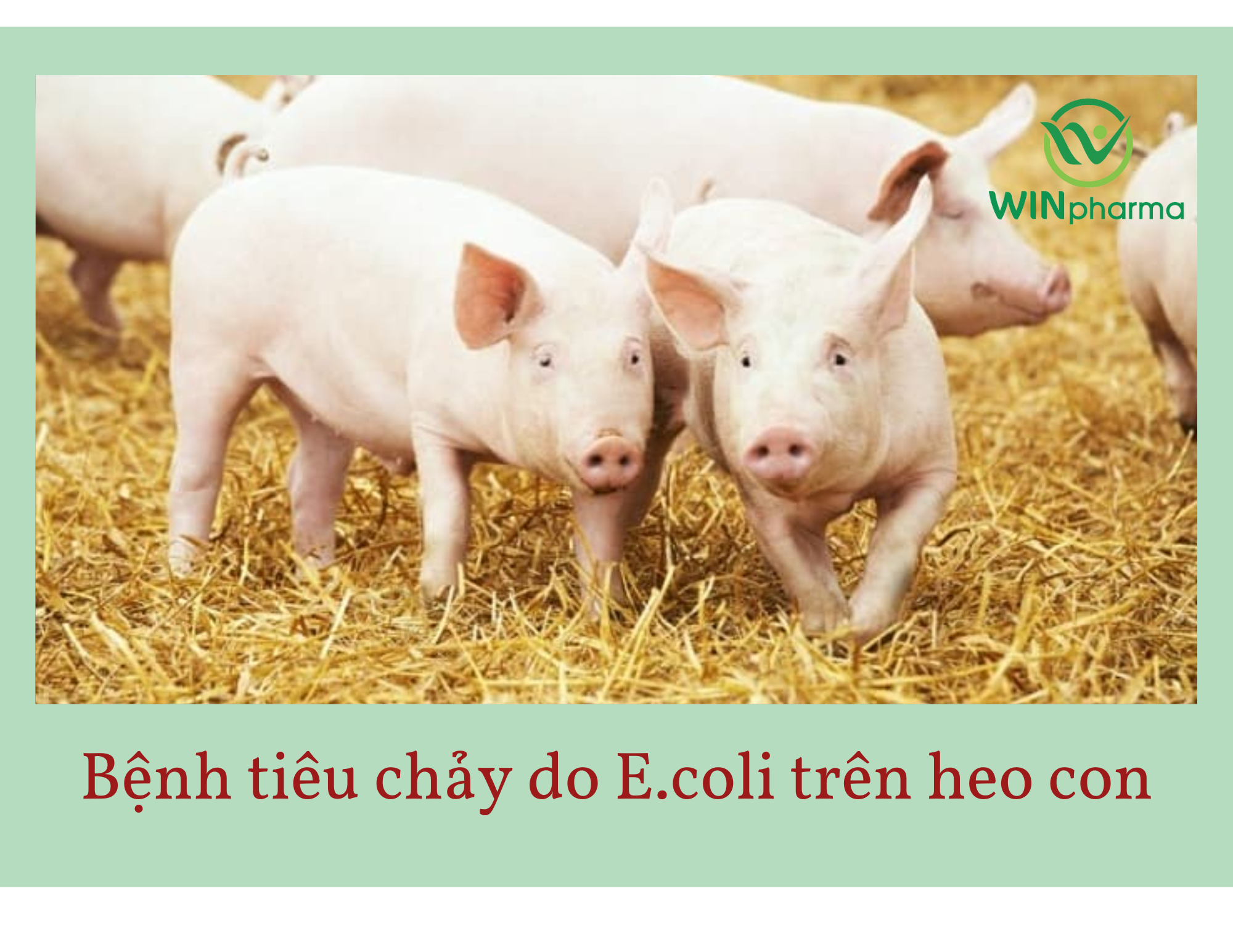 Tiêu chảy do Ecoli trên Heo con - Winpharma