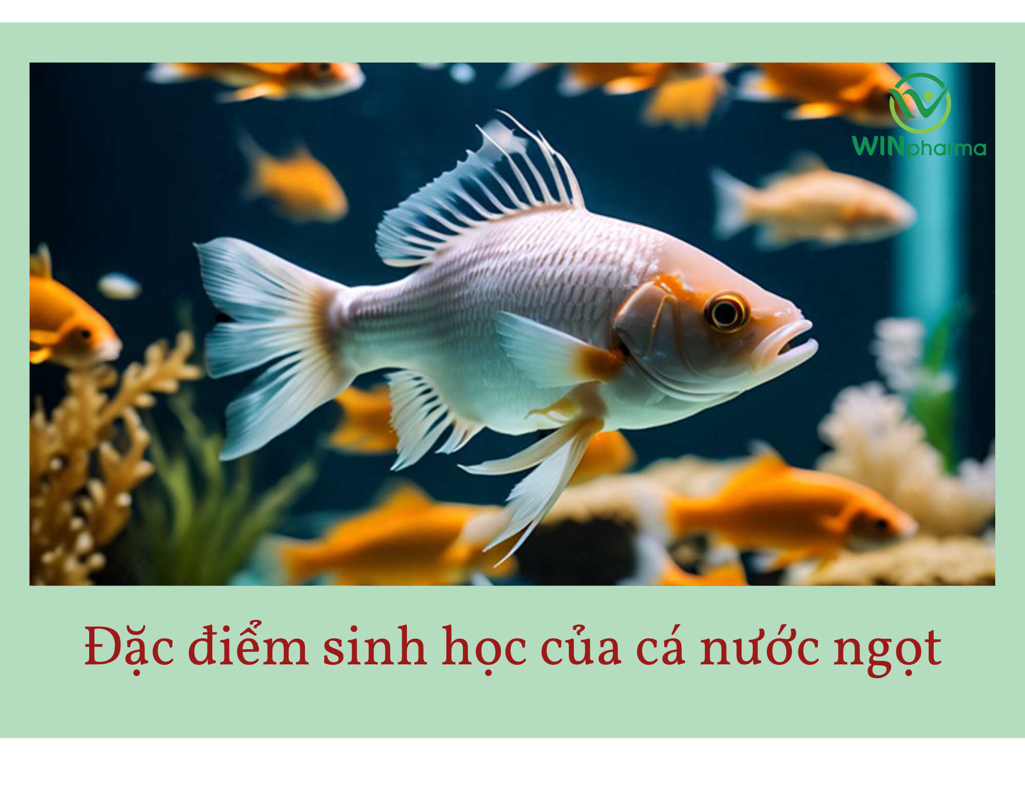 Đặc điểm sinh học của một số loài cá nước ngọt - Winpharma