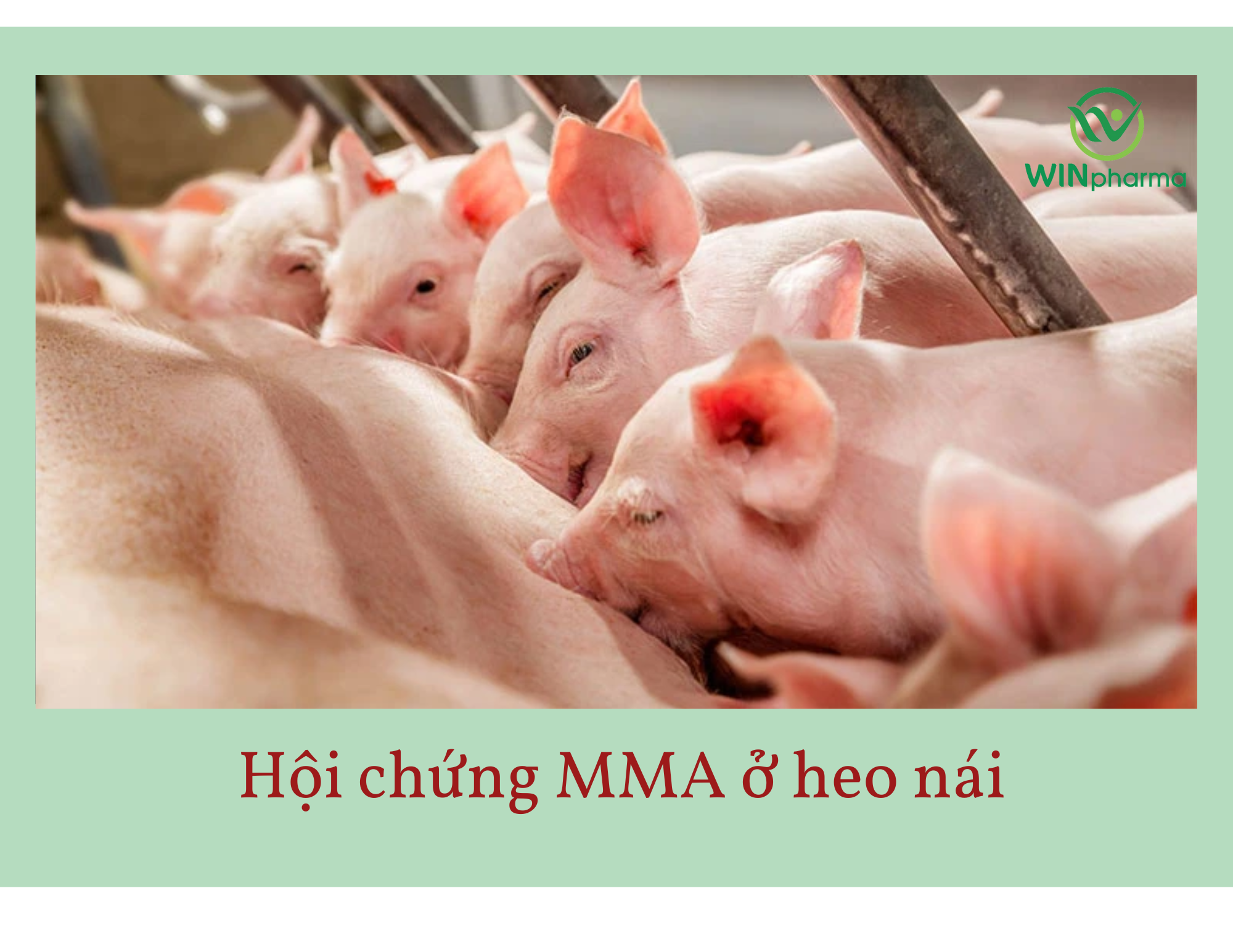 Hội chứng MMA trên heo nái - Winpharma