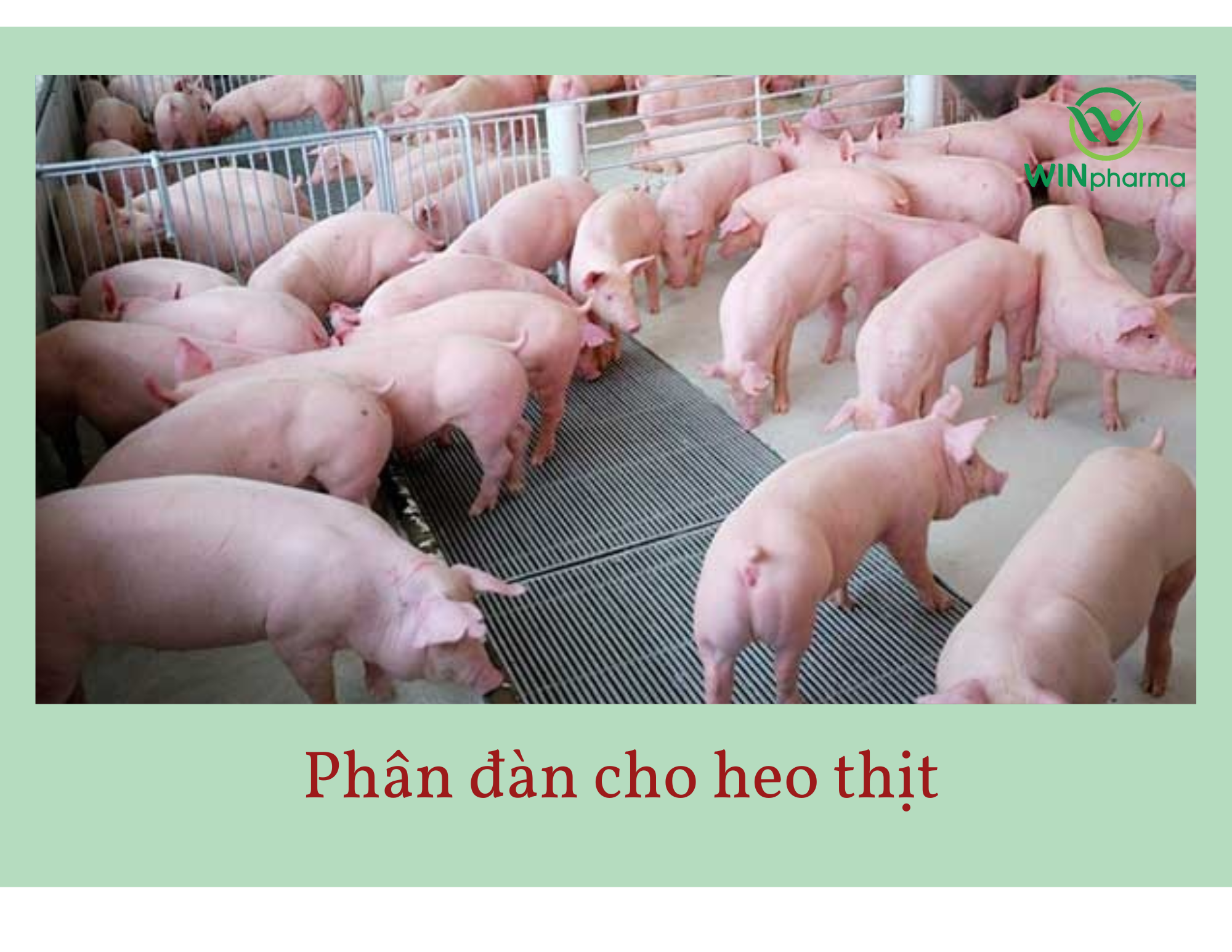 Kỹ thuật chăm sóc heo thịt - Winpharma